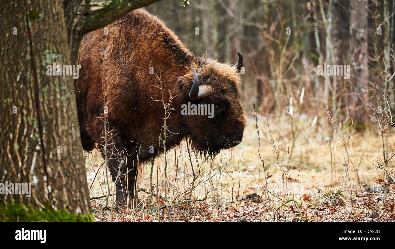 European bison photographed in winter in a Polish forest Stock Photo ...