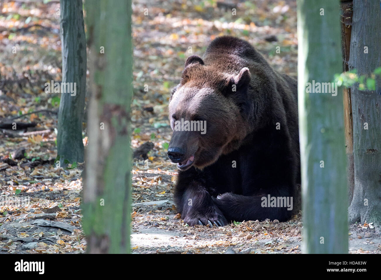 Brown bear resting in the forest in the wild Stock Photo - Alamy