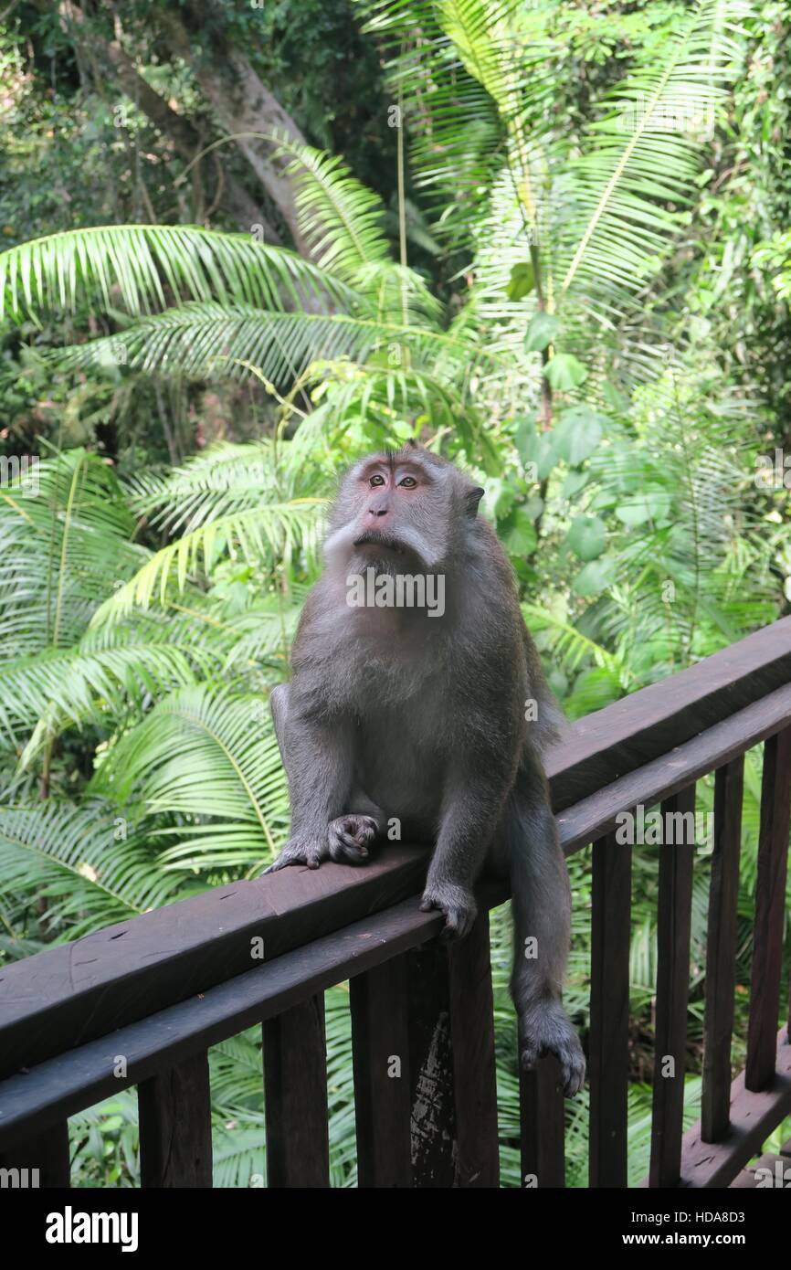 Monkey sitting on a bridge at the monkey forest, Bali Stock Photo - Alamy