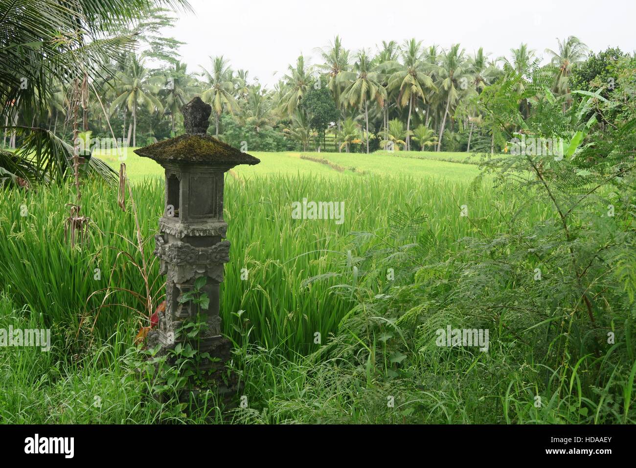 Bali indonesia shrine in rice hi-res stock photography and images - Alamy