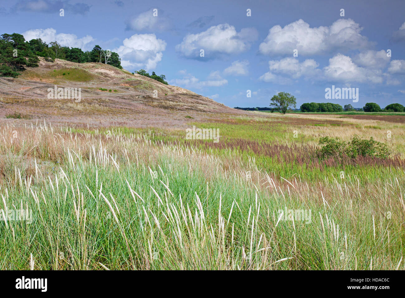 European marram grass in the Inland Dunes by Klein Schmölen near the ...