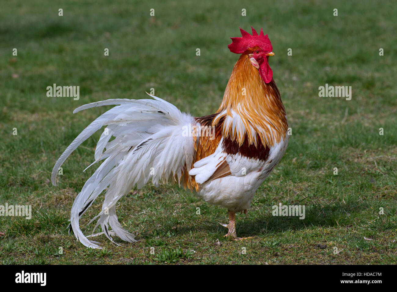 Free-range chicken (Gallus gallus domesticus), rooster / cock in ...