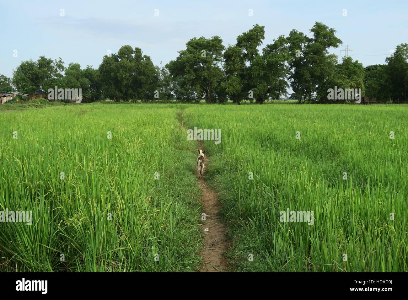 Dog in paddy field hi-res stock photography and images - Alamy