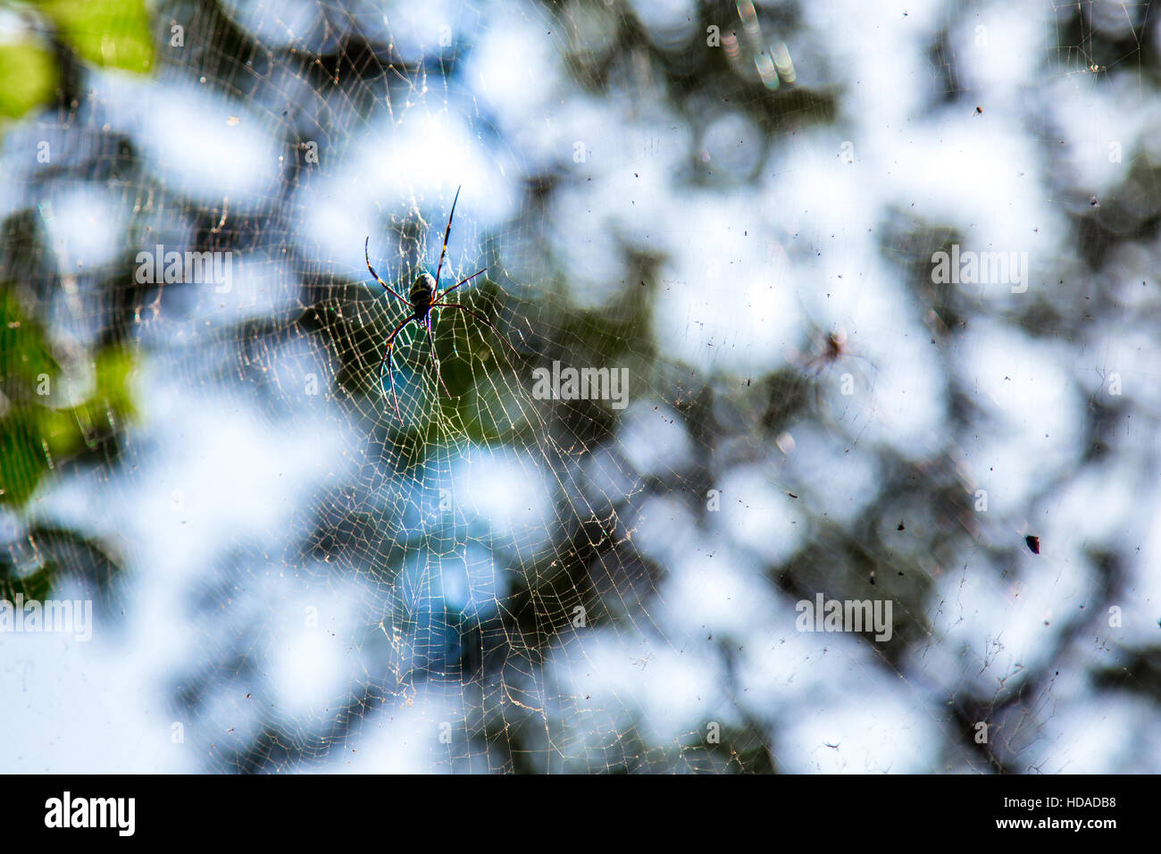 Beautiful Small Spider inside a very large web in forest Stock Photo ...
