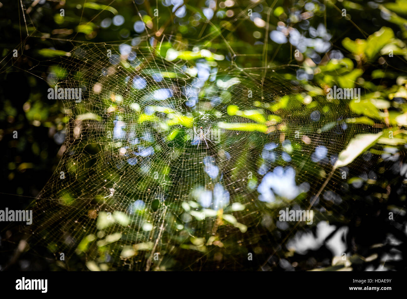 Beautiful Small Spider inside a very large web in forest Stock Photo ...