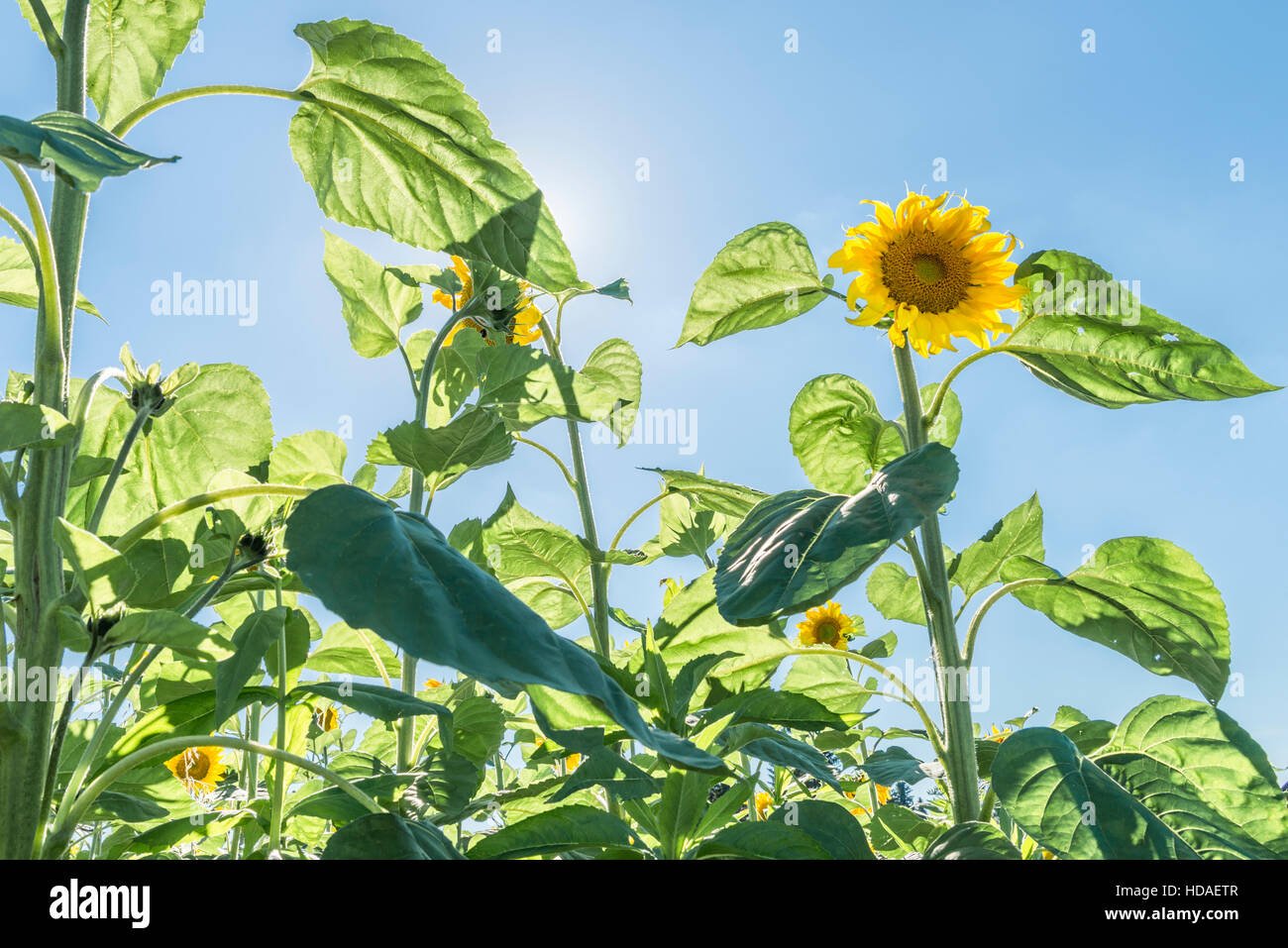 Sunbeam sunflower hi-res stock photography and images - Alamy
