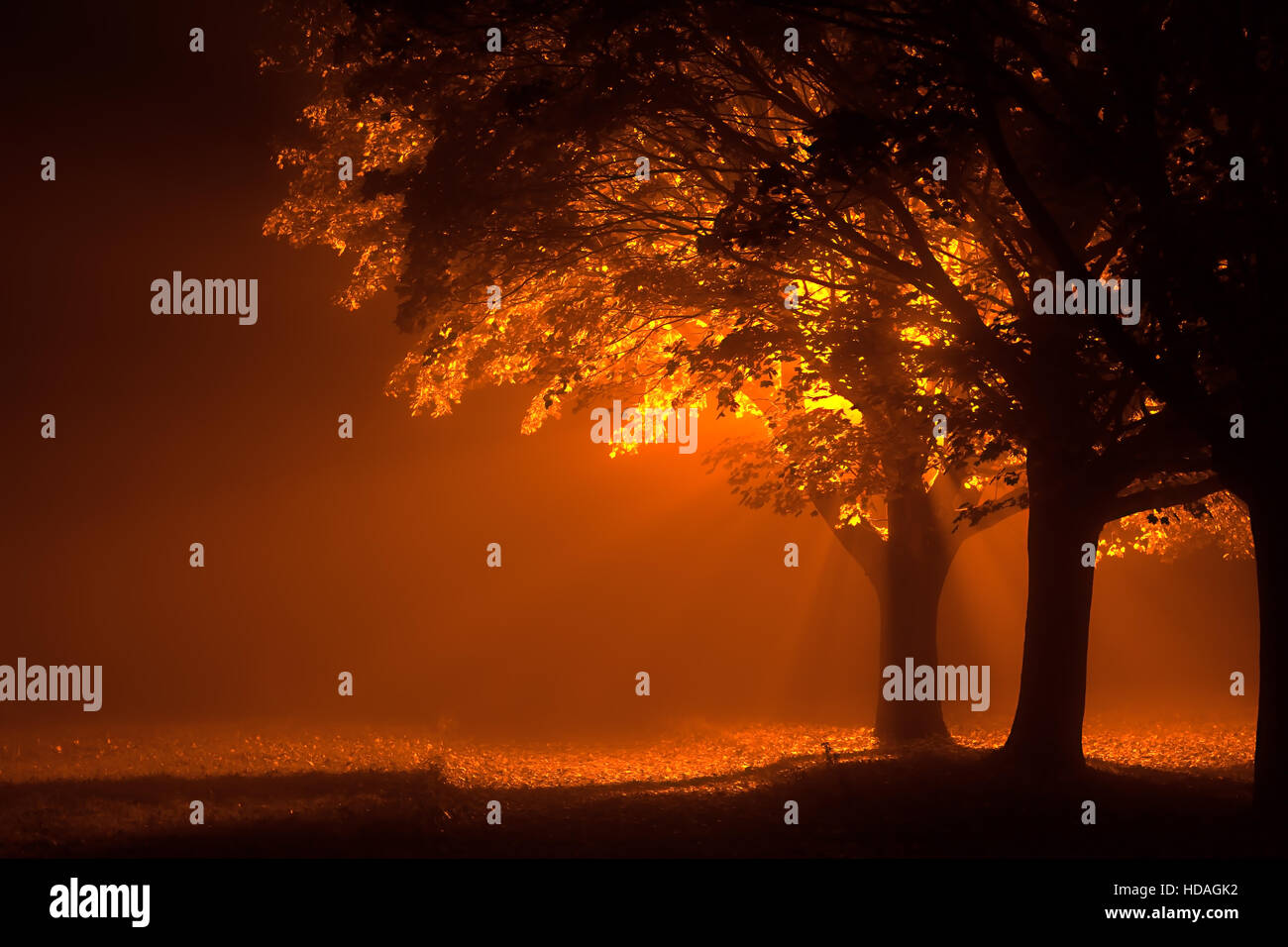 Beautiful glowing trees lit up during a misty night from a single ...