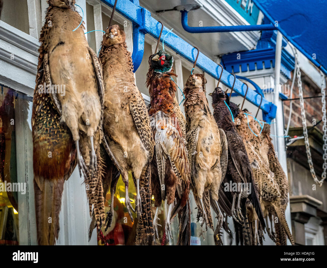Malton, UK. 10th December, 2016. Game birds, pheasant, partridge and ...