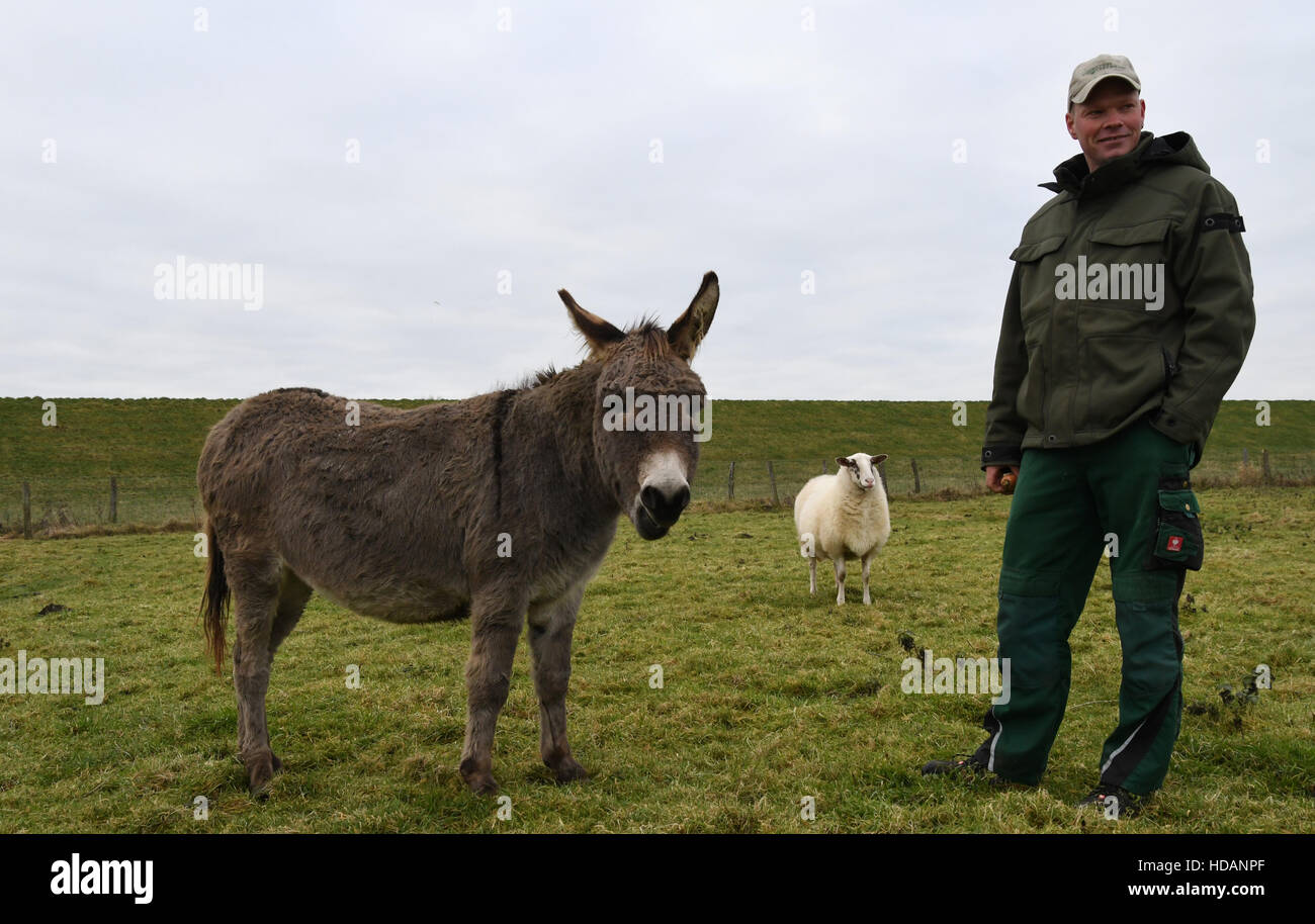 Freiburg, Germany. 06th Dec, 2016. Shepherd Kay Krogmann and donkey ...