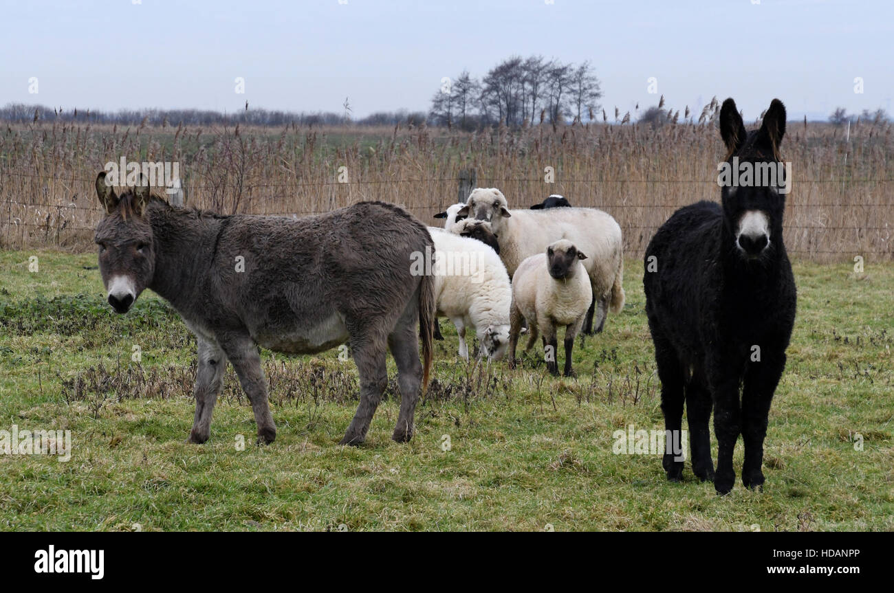 Freiburg, Germany. 06th Dec, 2016. Klaus (l) and Claus, two German ...