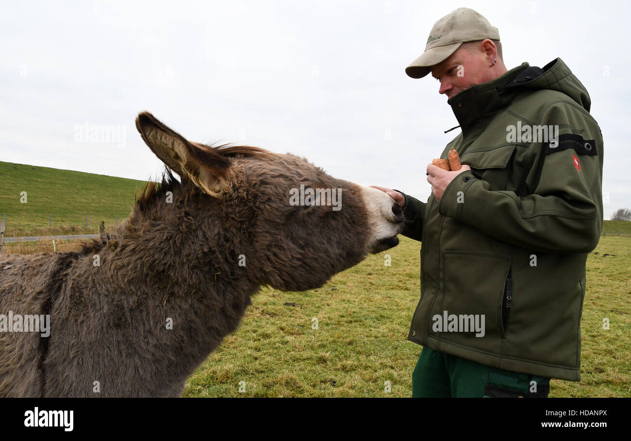Donkey carrot hi-res stock photography and images - Alamy