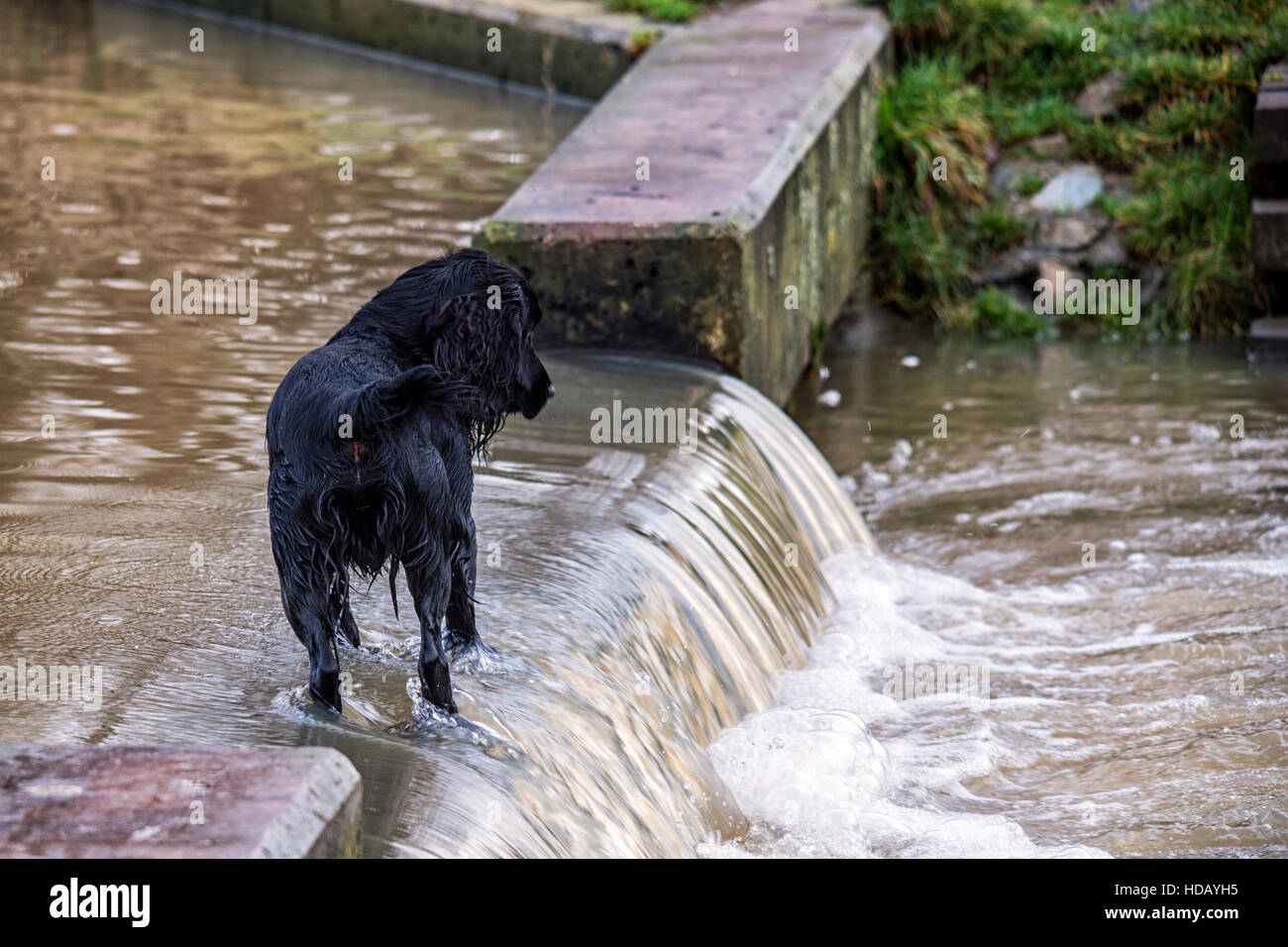 Melton Mowbray Country Park December 11th 2016: Grey day with high waters with reflections and ...