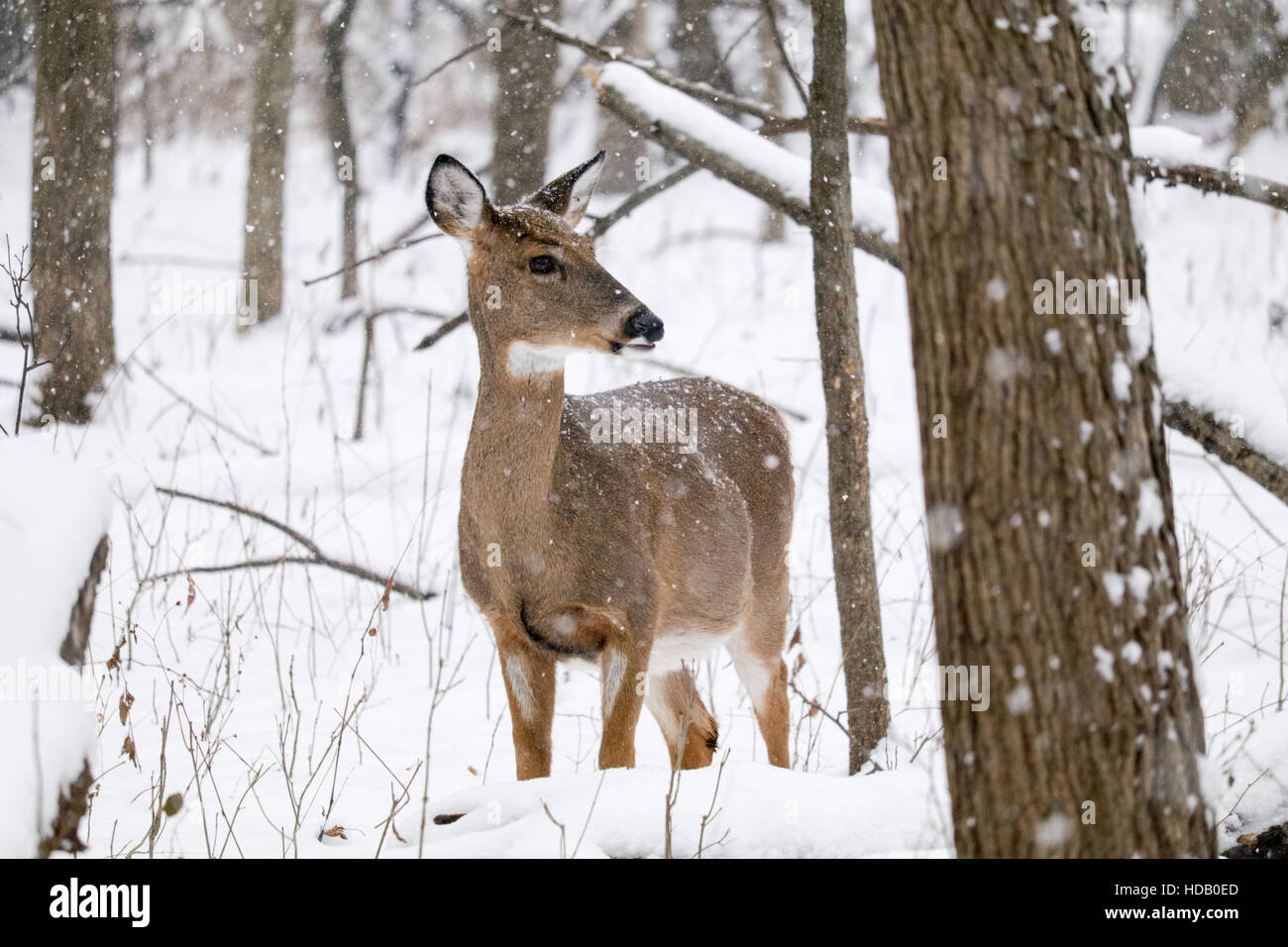 Chronic wasting disease deer hi-res stock photography and images - Alamy