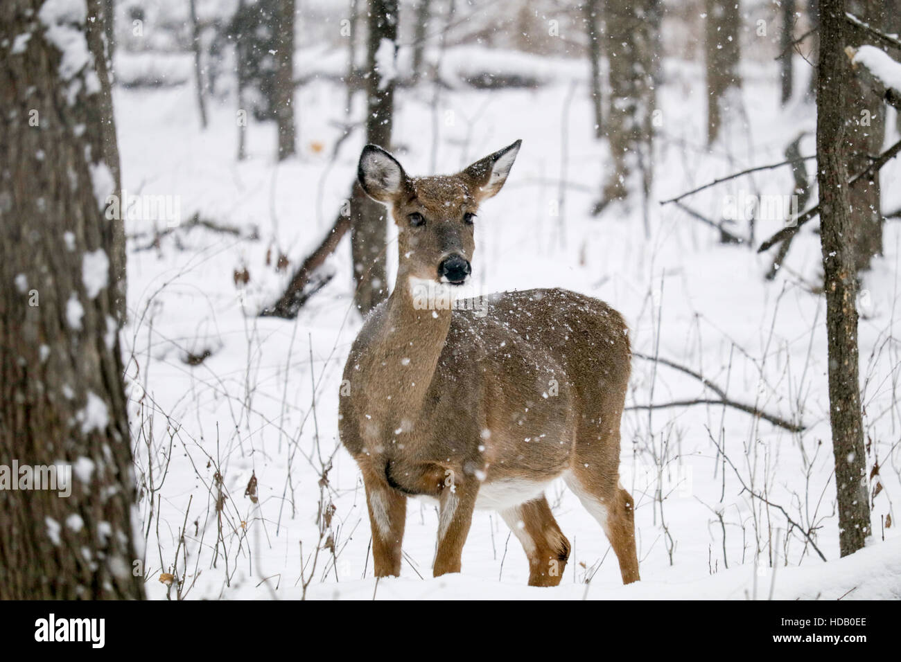 Chronic wasting disease deer hi-res stock photography and images - Alamy