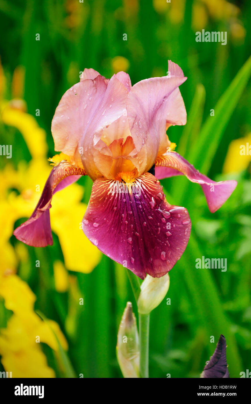 Flower of iris in the garden Stock Photo - Alamy
