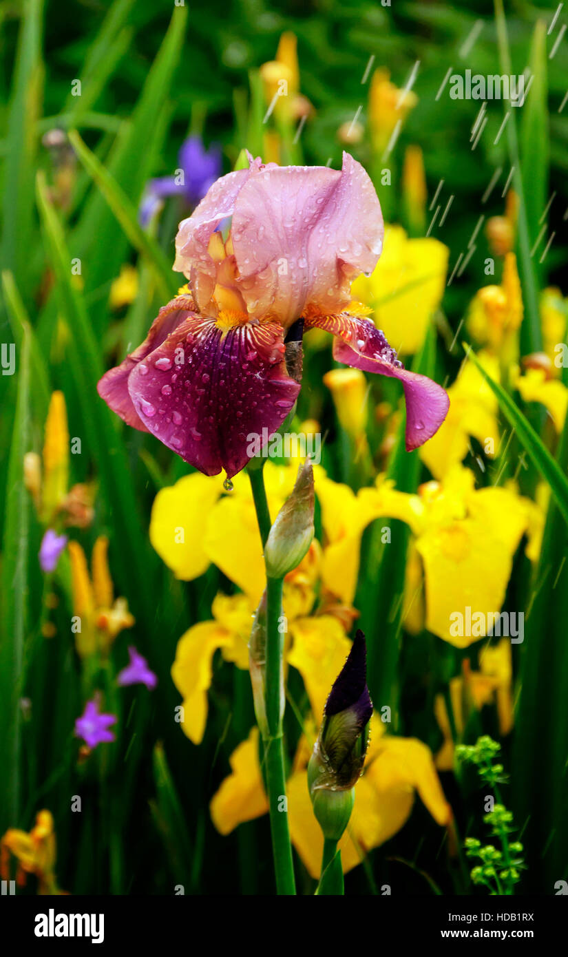 Iris gardening hi-res stock photography and images - Alamy
