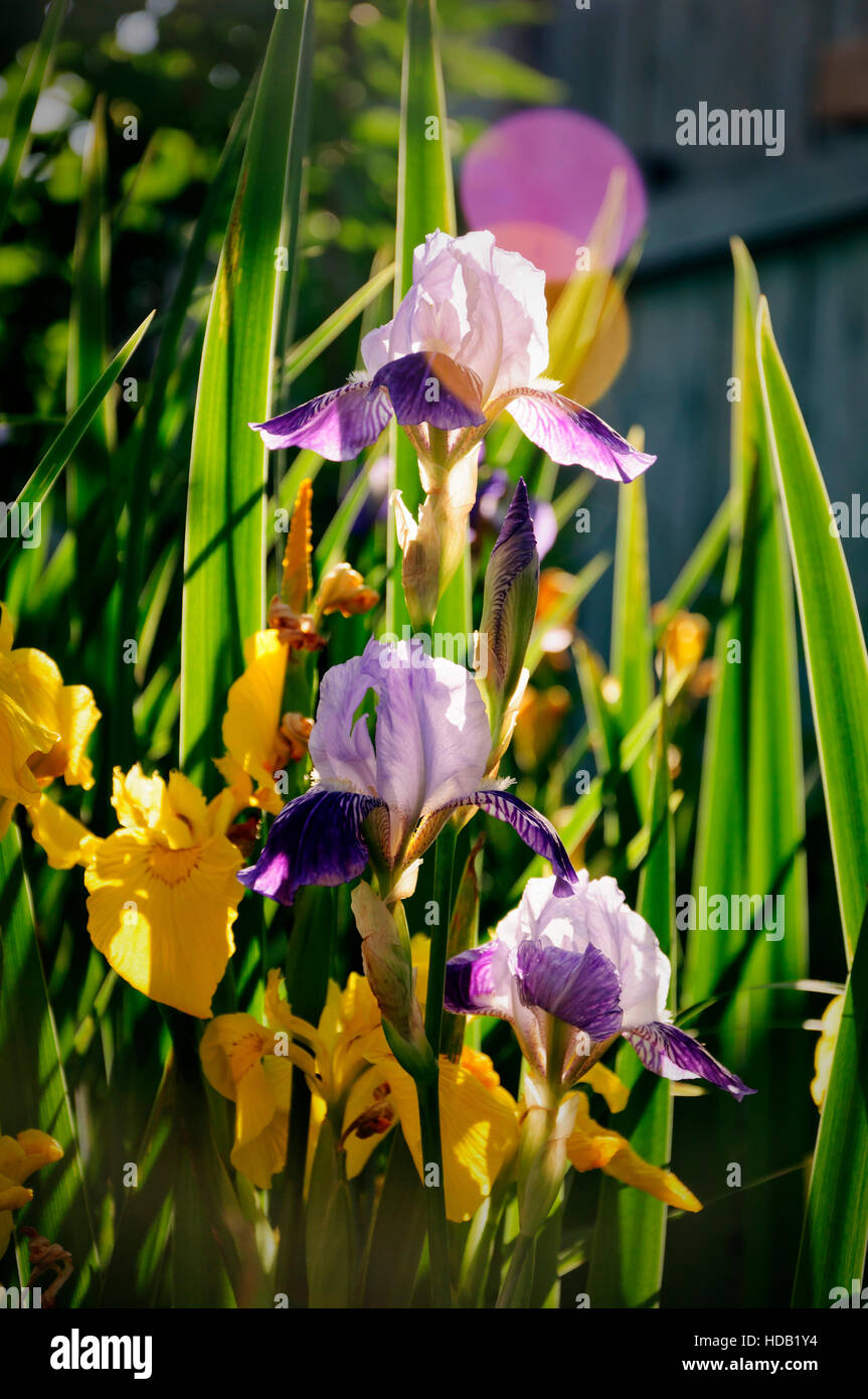 The purple iris flower closeup in the garden beautiful hi-res stock ...