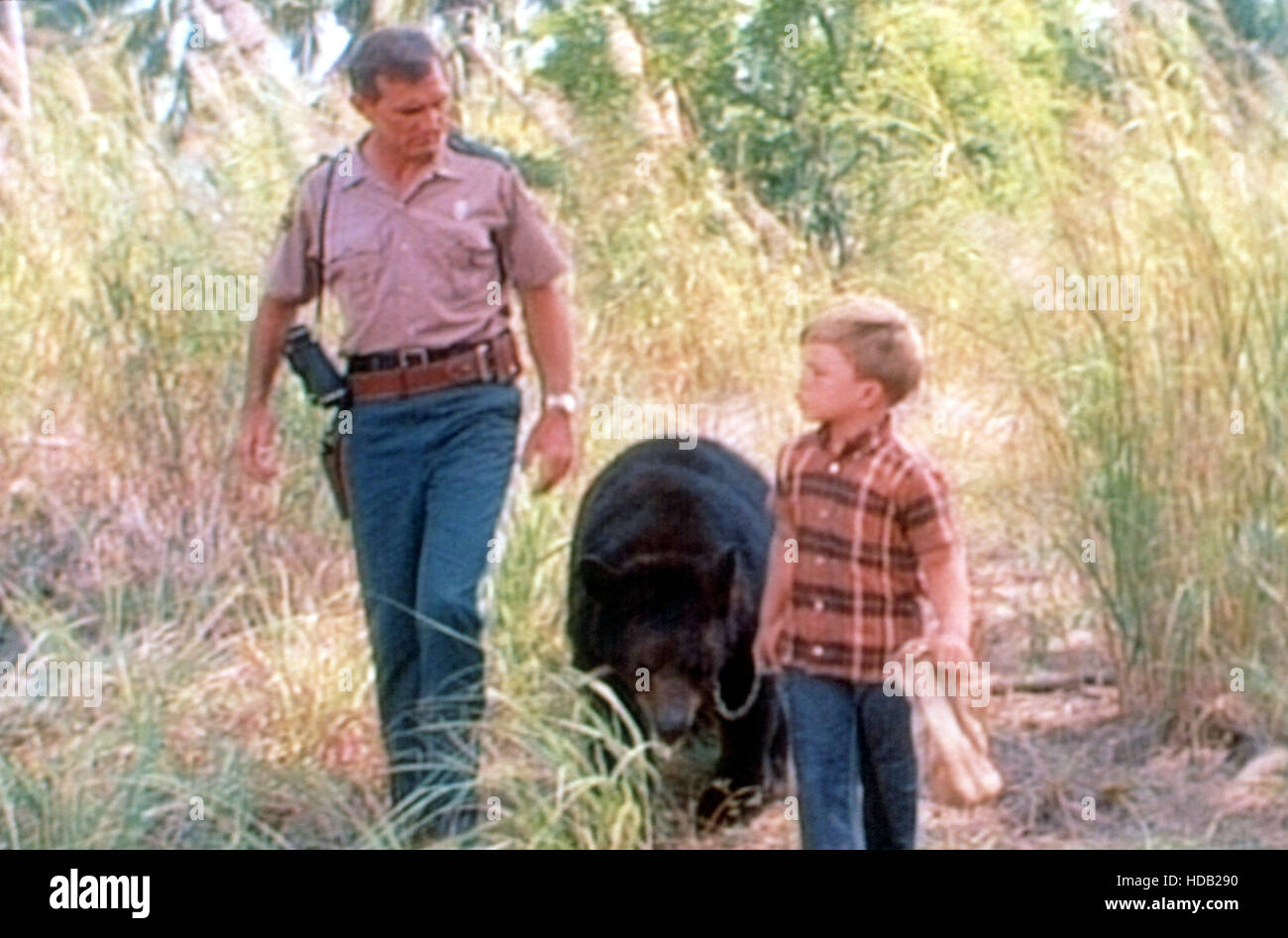 GENTLE BEN, Dennis Weaver, Gentle Ben, Clint Howard, 1967-1969 Stock ...