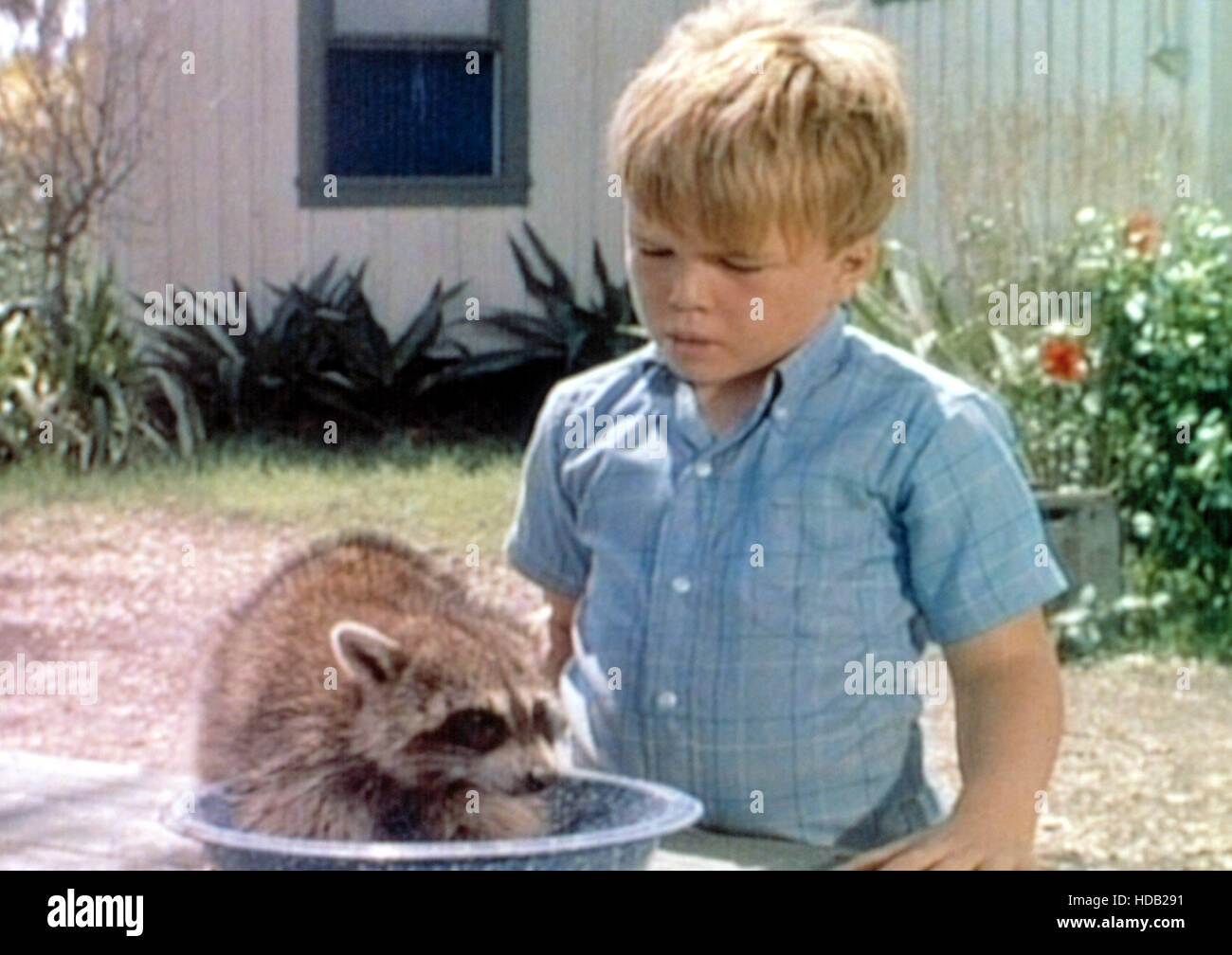 GENTLE BEN, Clint Howard, 1967-1969 Stock Photo - Alamy