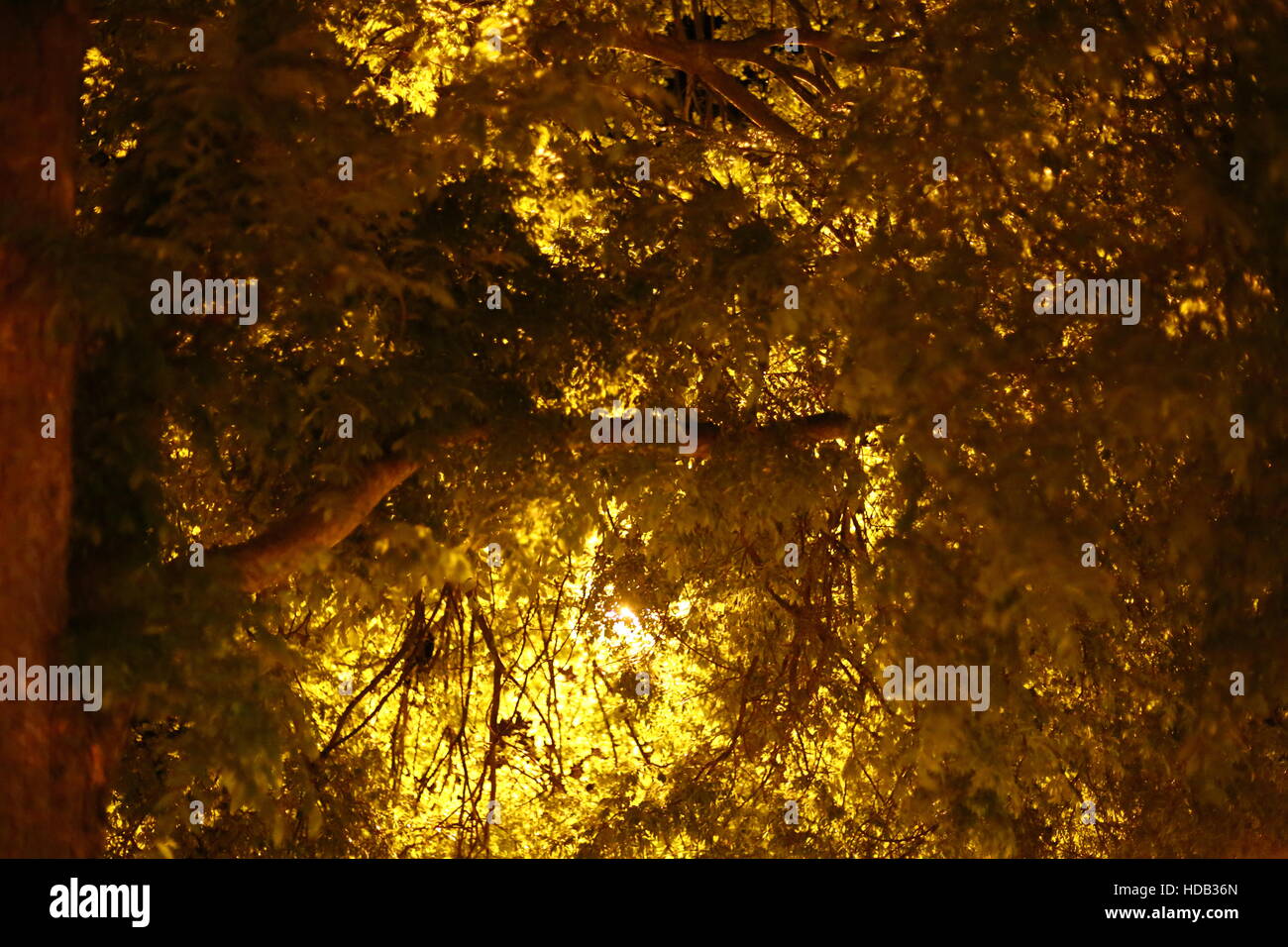 Light shining through trees hi-res stock photography and images - Alamy