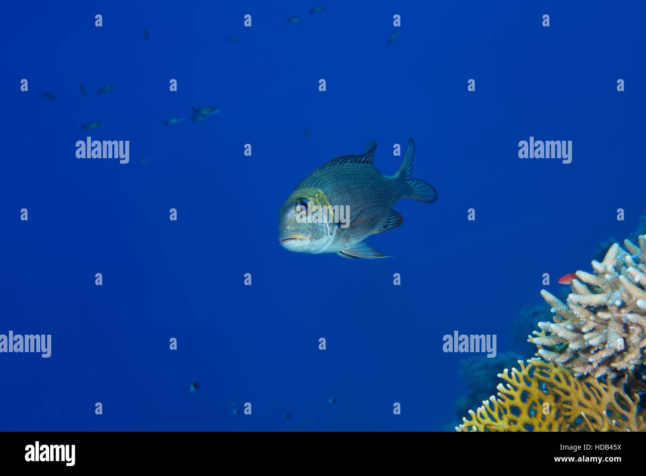 Bigeye Emperor or Humpnose big-eye bream (Monotaxis grandoculis) floats ...