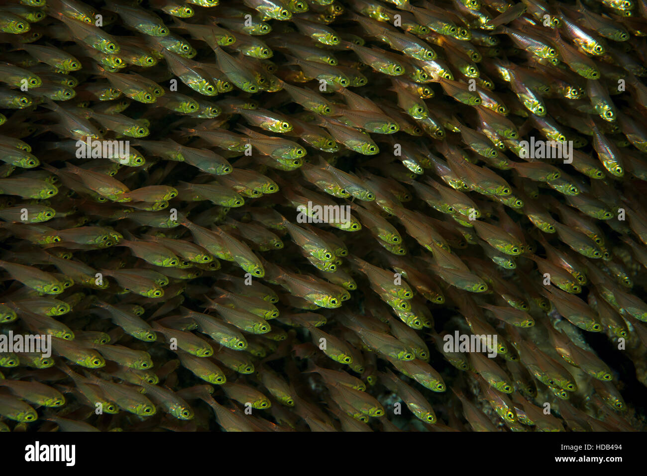 Glassfish hi-res stock photography and images - Alamy
