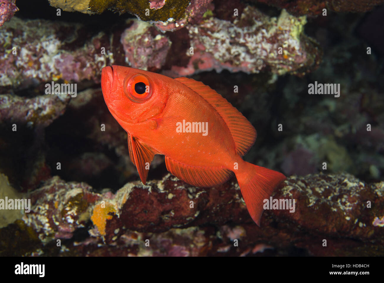 Big eye snapper hi-res stock photography and images - Alamy