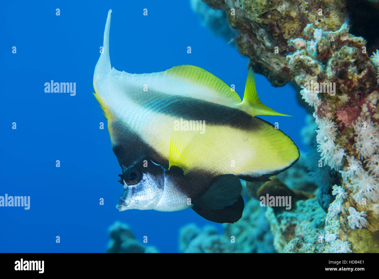 Pennant coral fish hi-res stock photography and images - Alamy