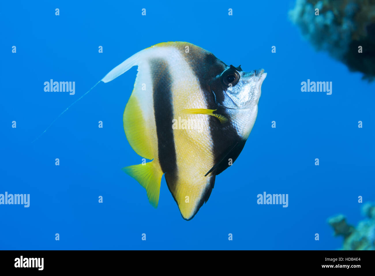 Pennant coral fish hi-res stock photography and images - Alamy