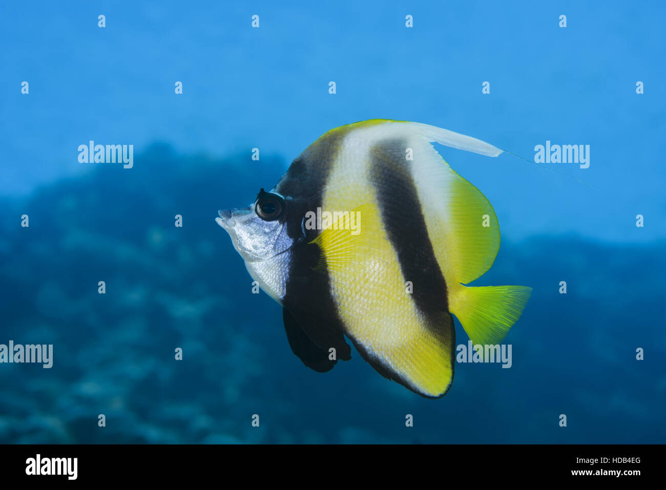 Pennant coral fish hi-res stock photography and images - Alamy