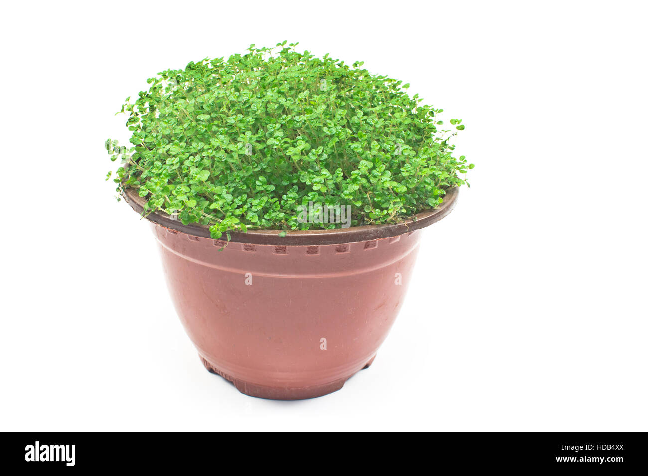 Interior home decor plant Cut Out Stock Images & Pictures - Alamy