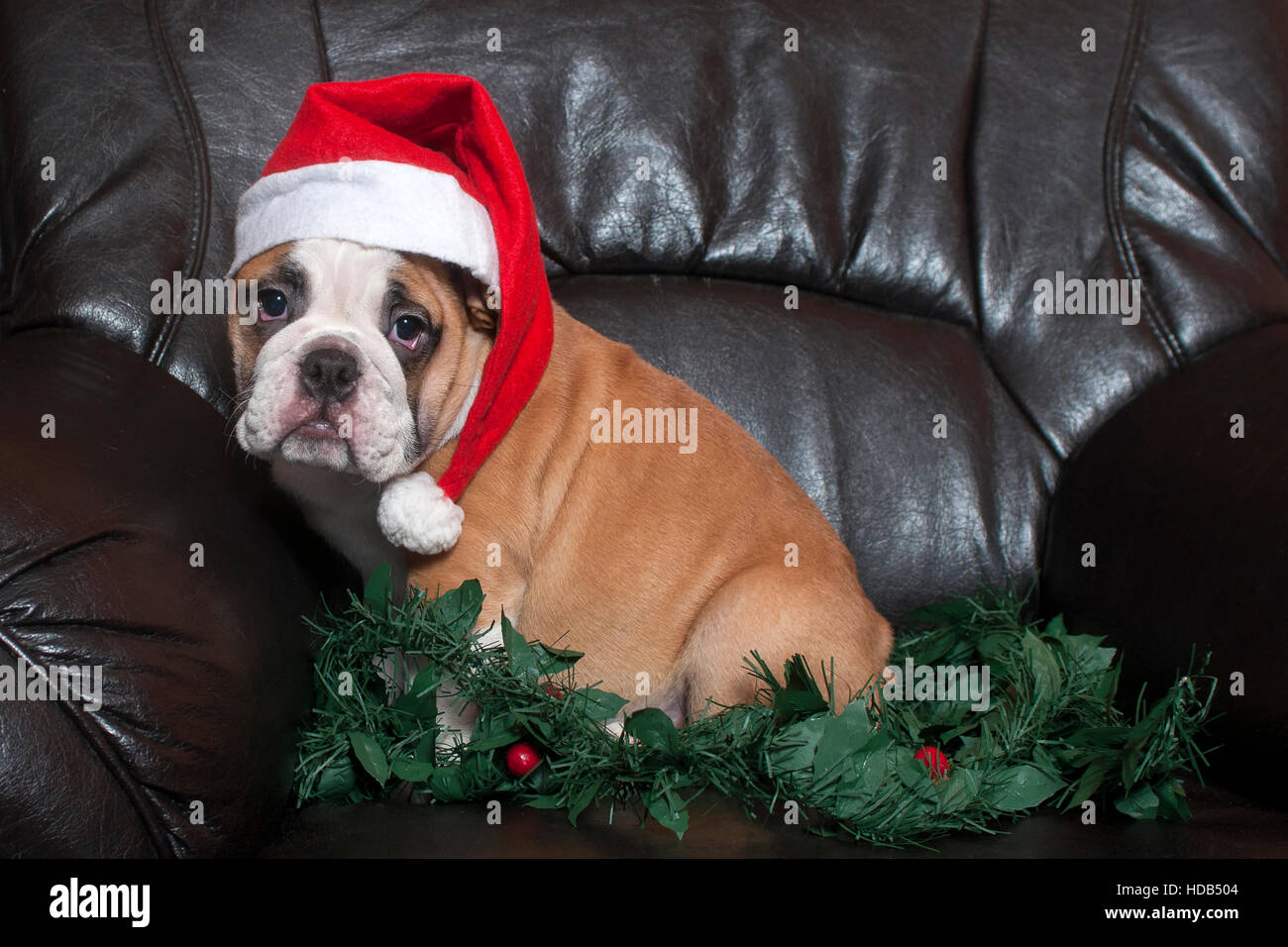 Bulldog wearing santa cap hi-res stock photography and images - Alamy
