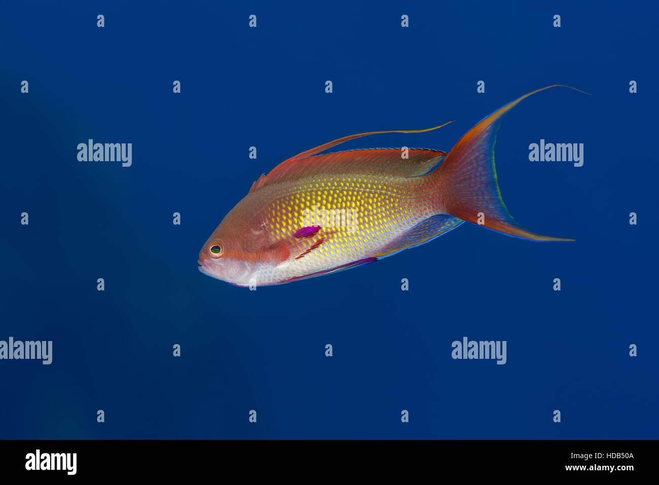 Wreckfish hi-res stock photography and images - Alamy