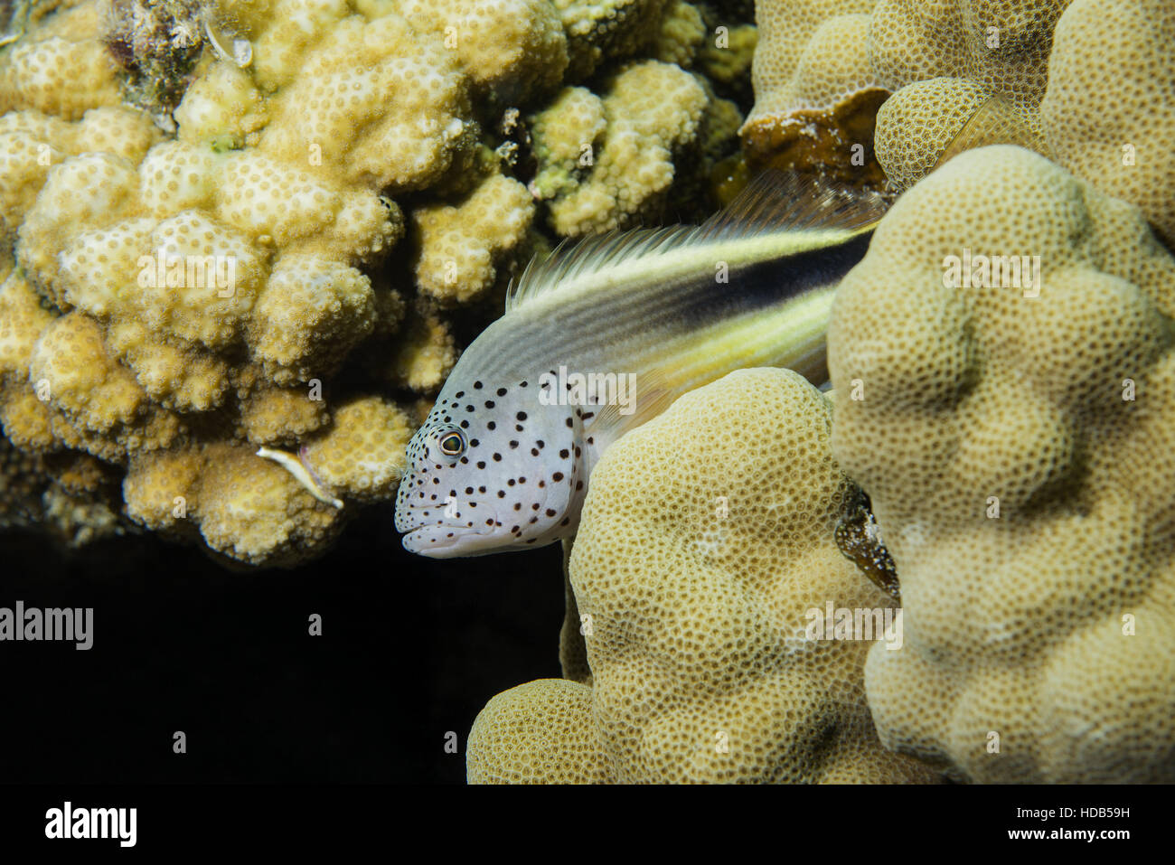 Black-sided hawkfish, Freckled hawkfish or Forster's hawkfish ...