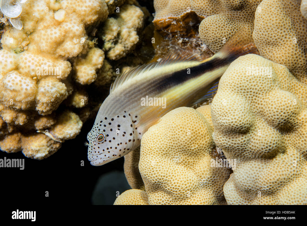 Black-sided hawkfish, Freckled hawkfish or Forster's hawkfish ...