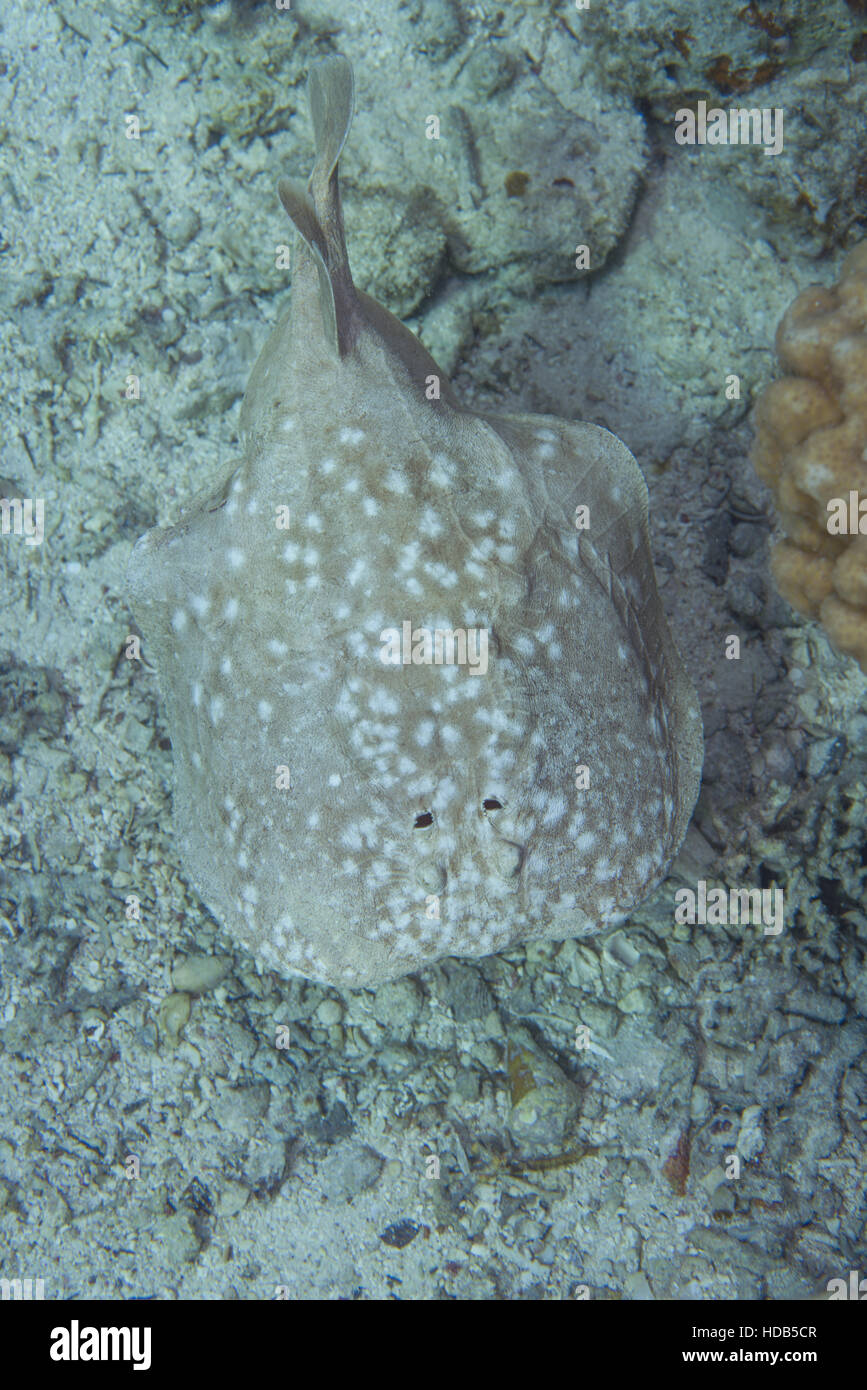 Leopard torpedo or Panther Electric Ray (Torpedo panthera) is at the ...