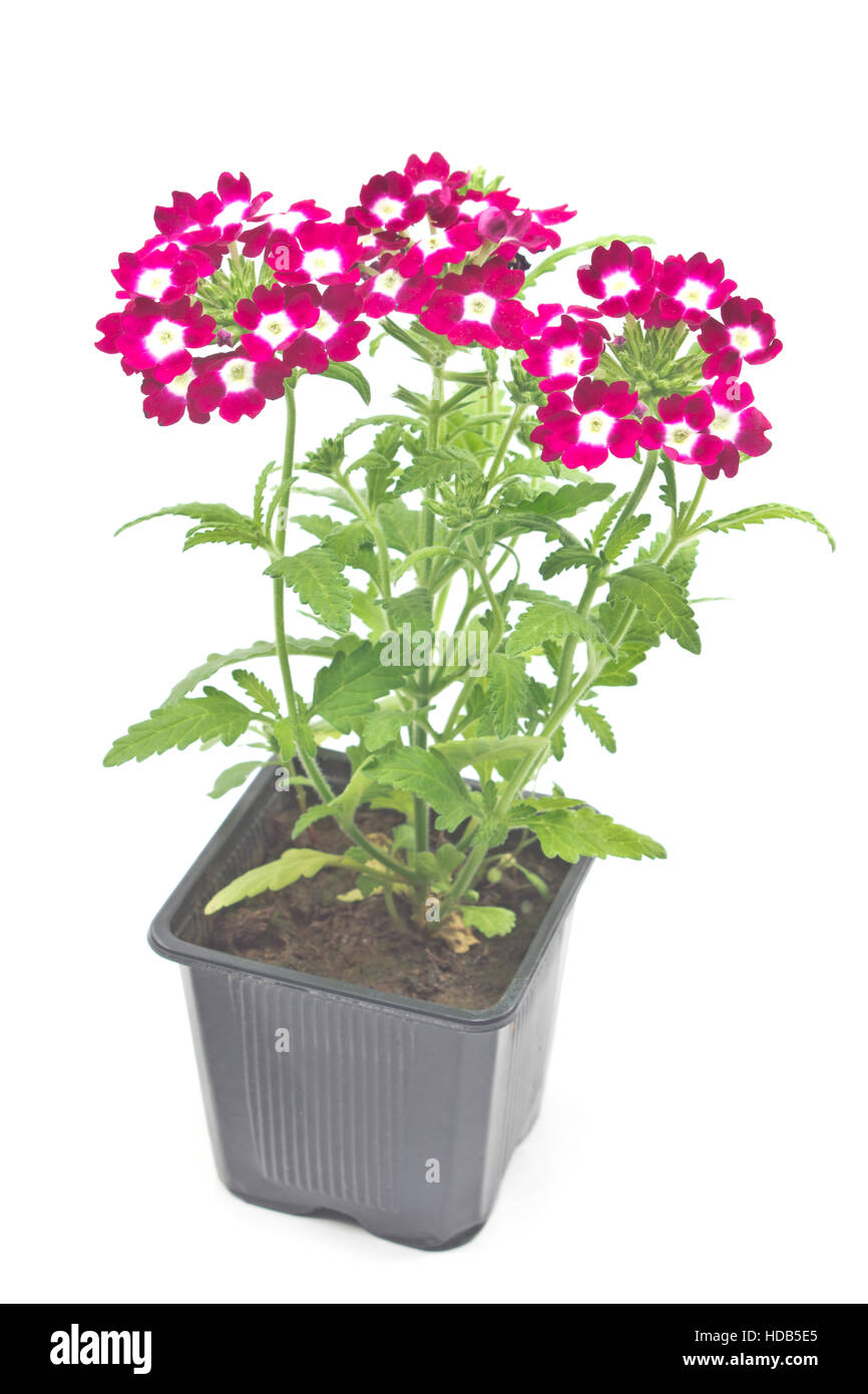 Verbena plant Cut Out Stock Images & Pictures - Alamy