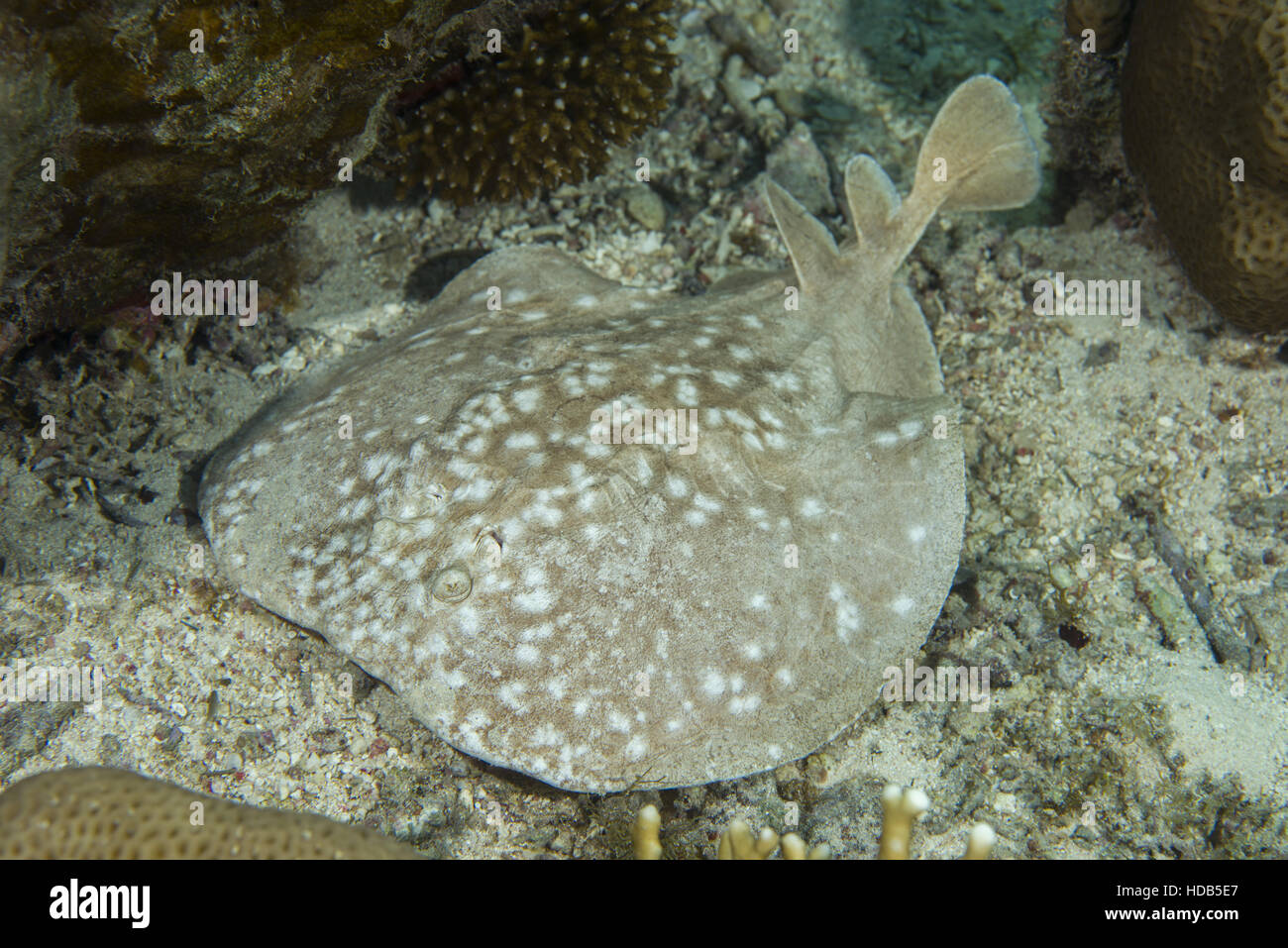Leopard torpedo or Panther Electric Ray (Torpedo panthera) is at the ...