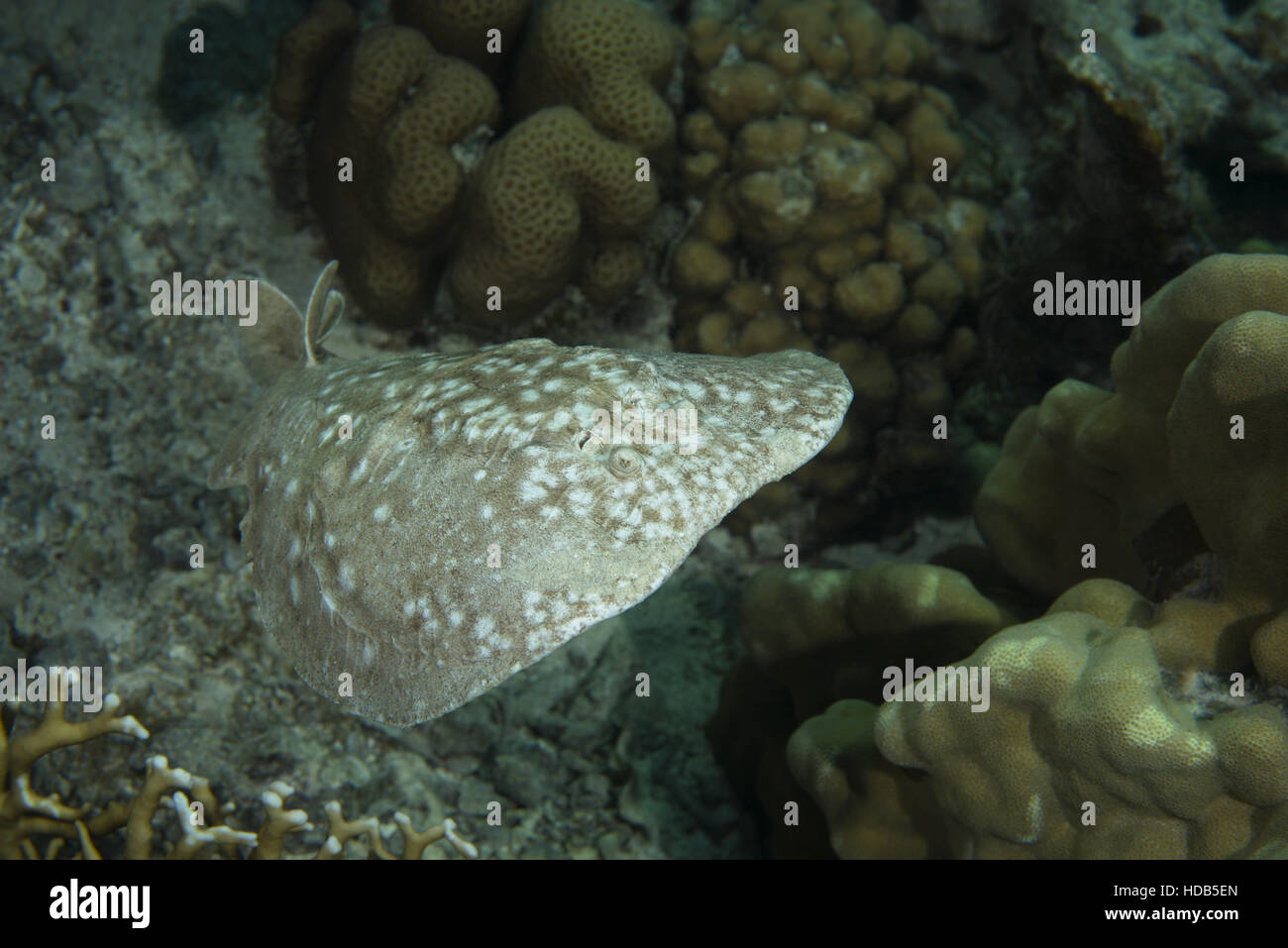 Leopard torpedo or Panther Electric Ray (Torpedo panthera) swims near ...