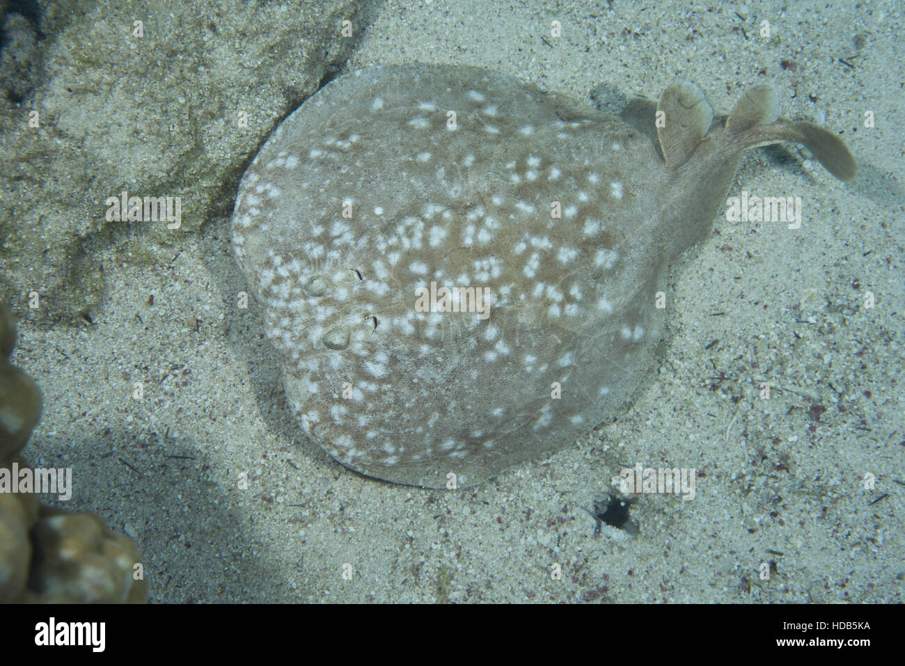 Leopard torpedo or Panther Electric Ray (Torpedo panthera) is at the ...