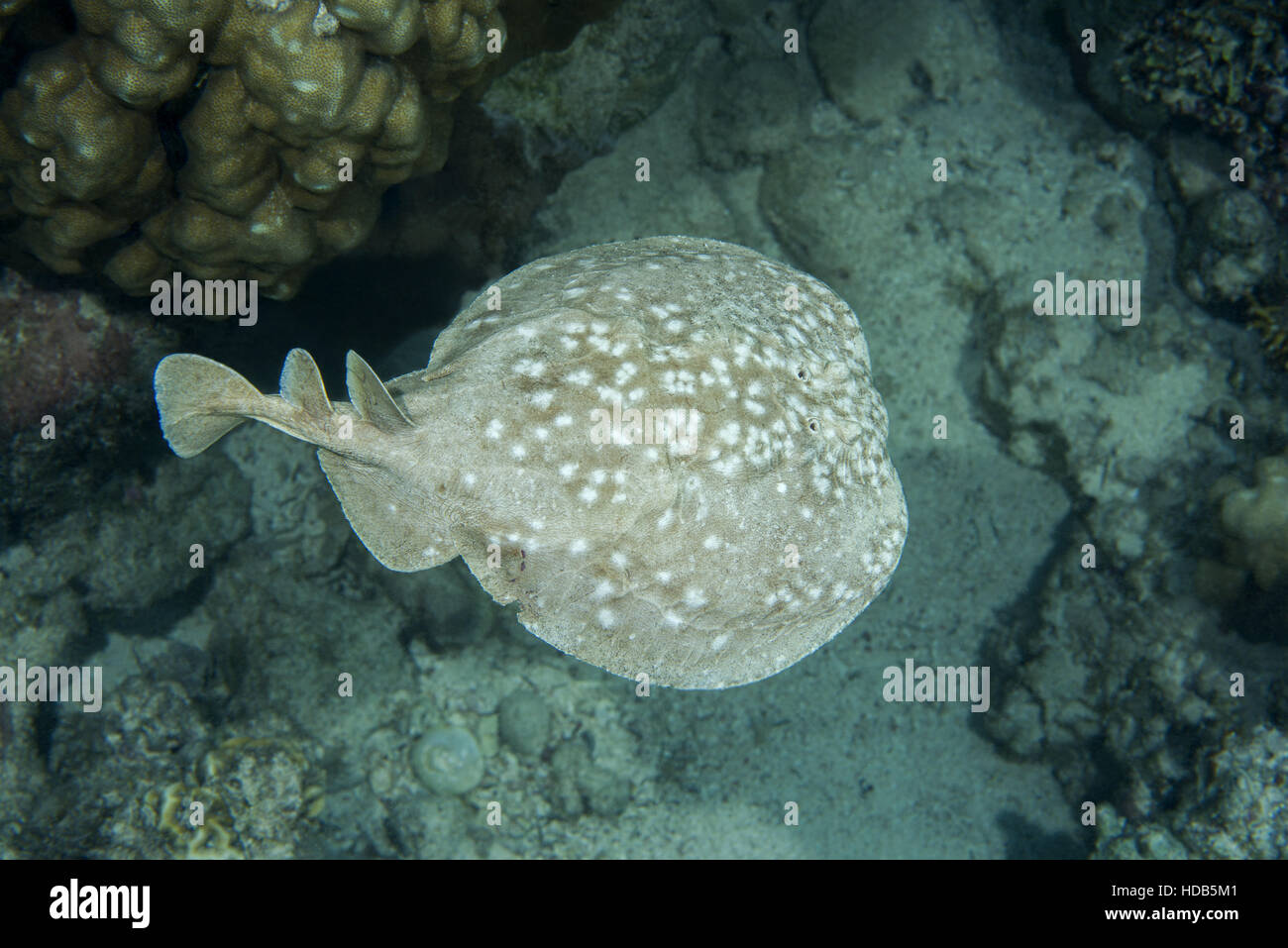 Leopard torpedo or Panther Electric Ray (Torpedo panthera) swims near ...
