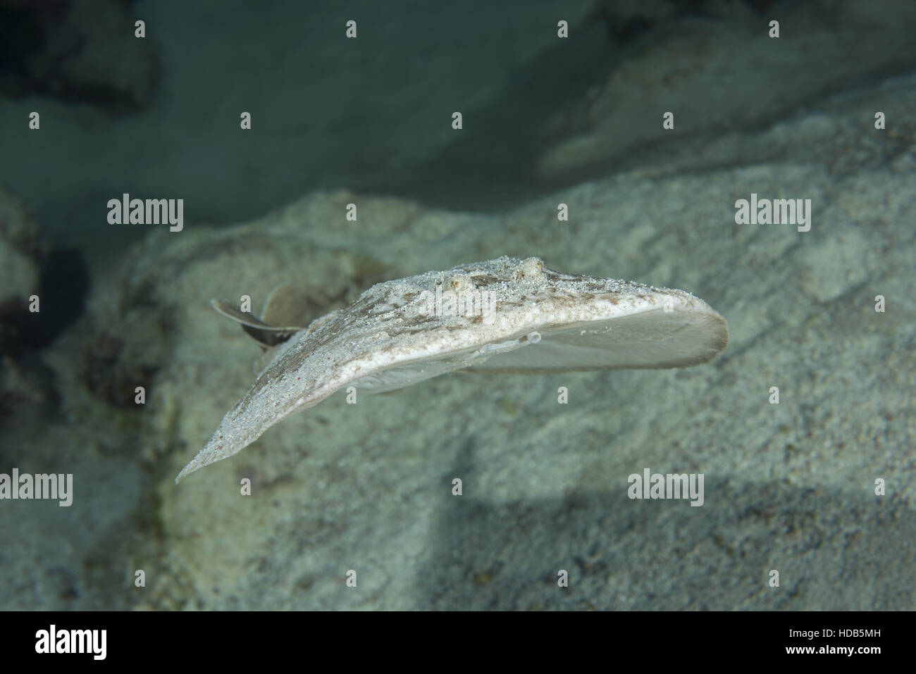 Leopard torpedo or Panther Electric Ray (Torpedo panthera) swims near ...