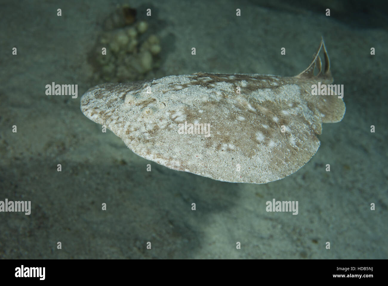 Leopard torpedo or Panther Electric Ray (Torpedo panthera) swims near ...