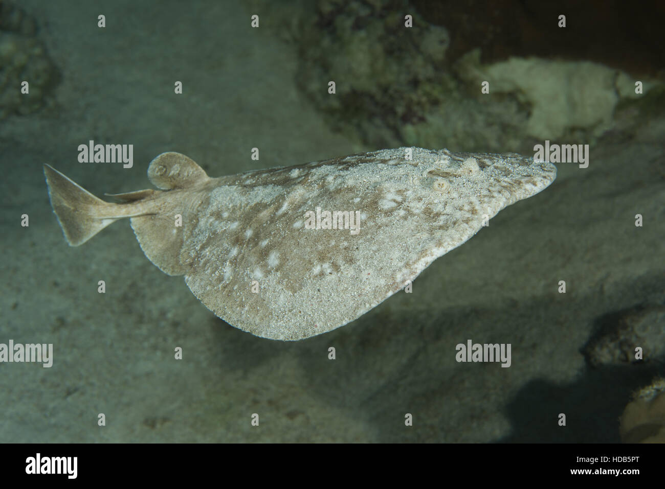 Leopard torpedo or Panther Electric Ray (Torpedo panthera) swims near ...