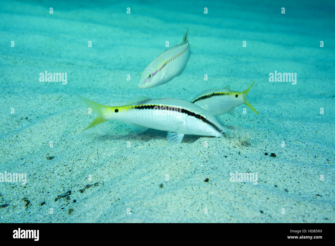 Forsskal's Goatfish, Goldstriped Goatfish or Red Sea Goatfish ...