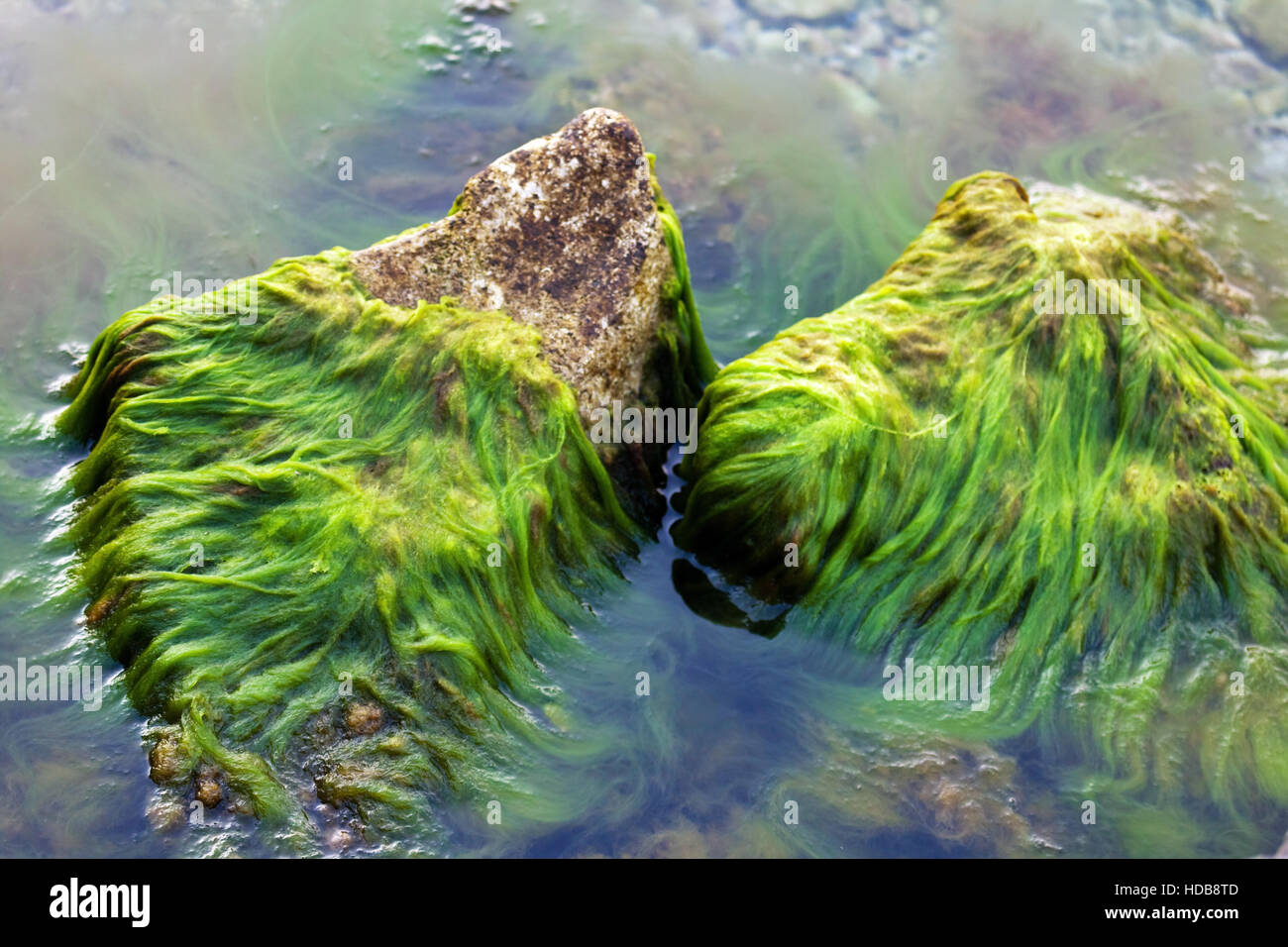 Sea moss seaweed hi-res stock photography and images - Alamy