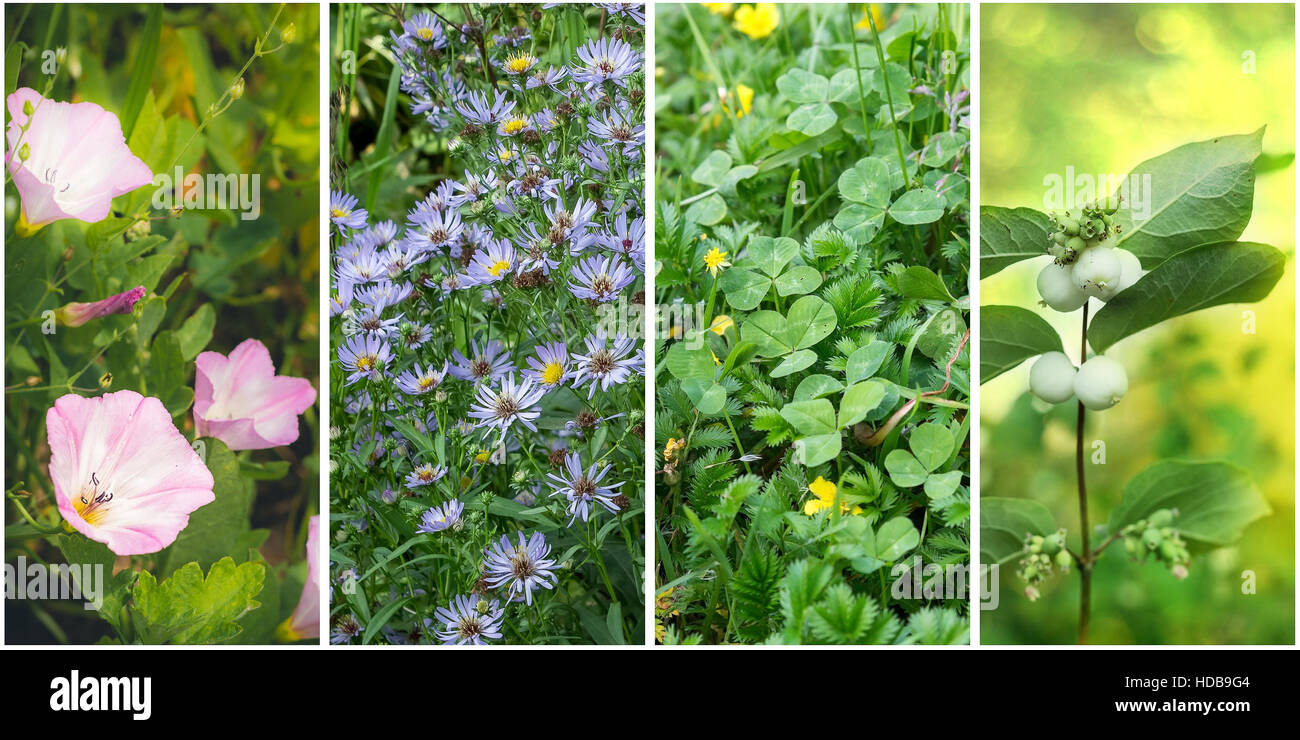 Collage with plants Stock Photo - Alamy
