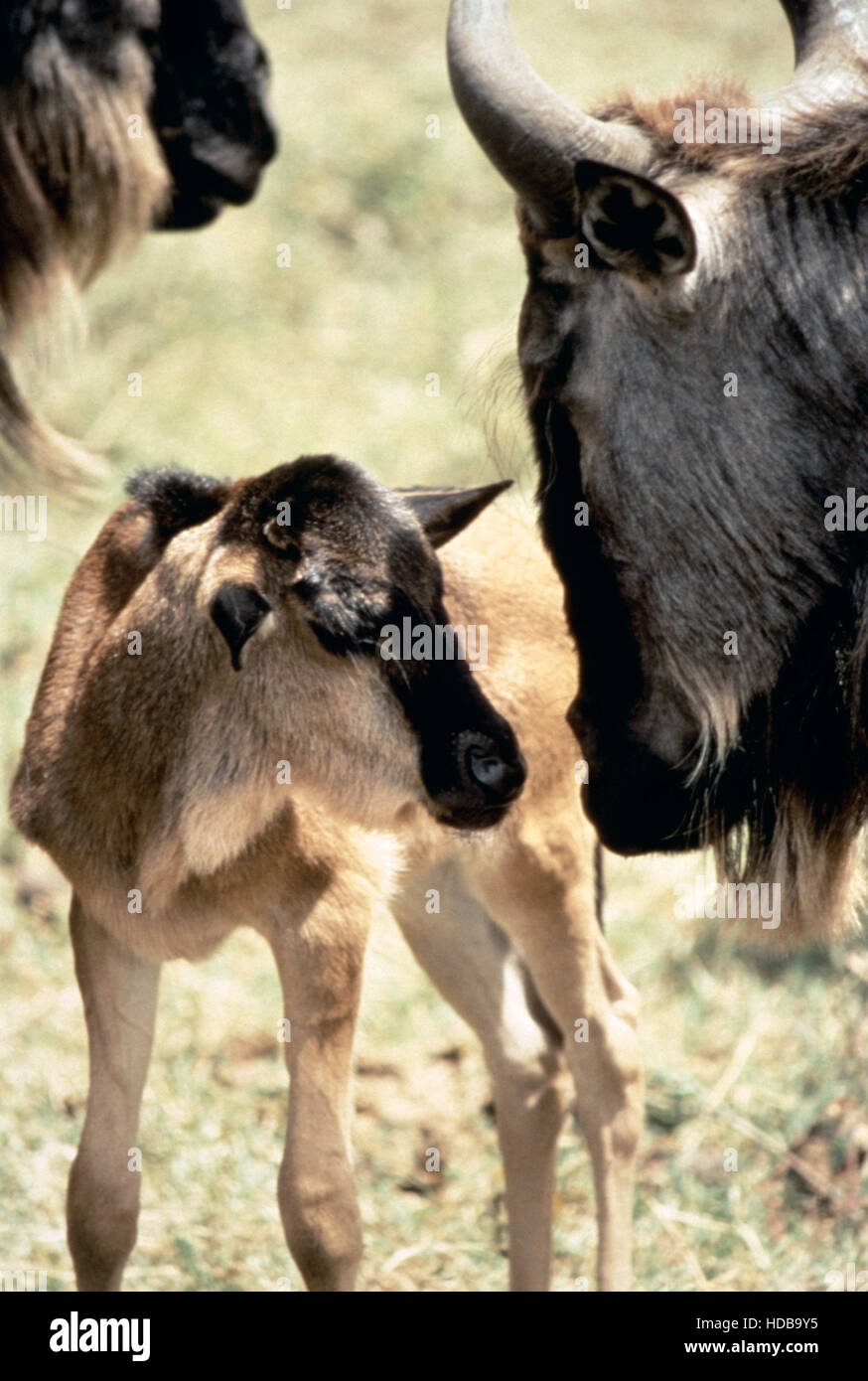 WORLD OF DISCOVERY- WILDEBEEST: RACE FOR LIFE, 1993. photo: H. Van ...