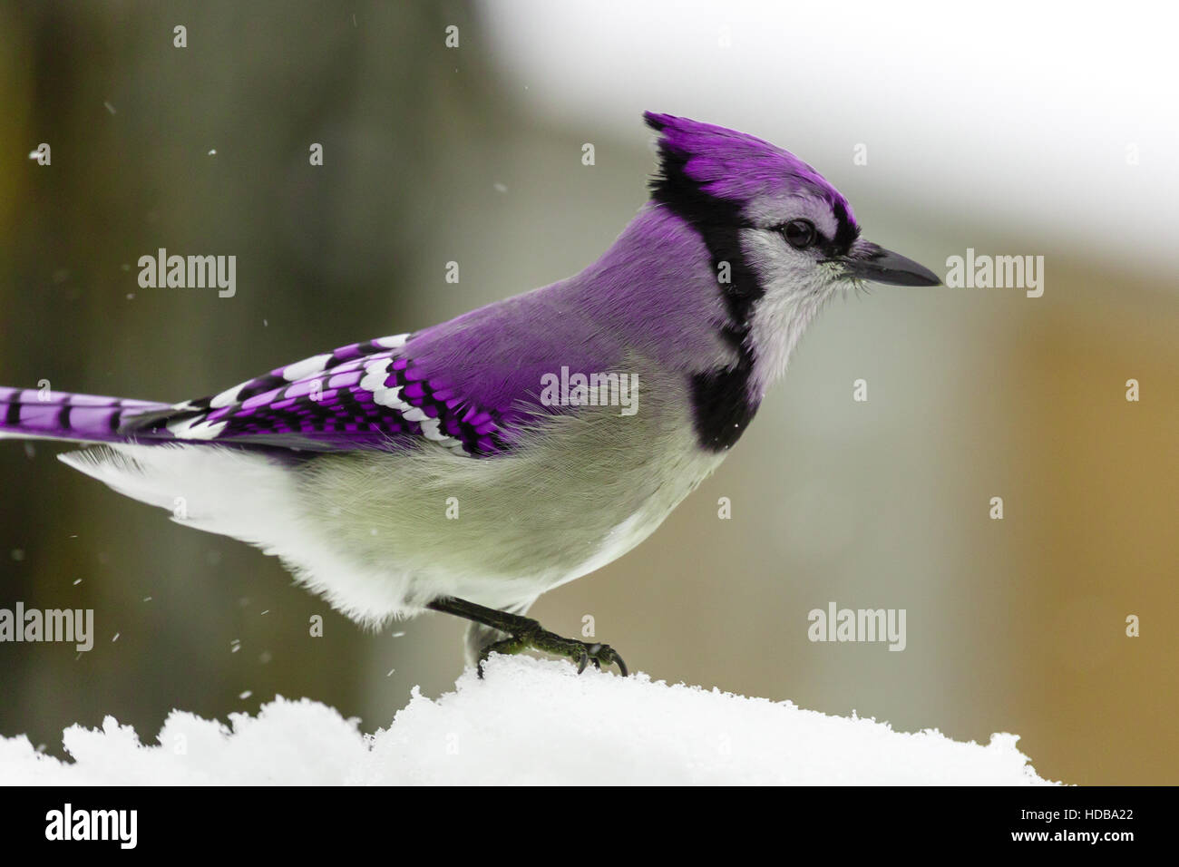 Mythical Purple jay standing in white snow Stock Photo - Alamy