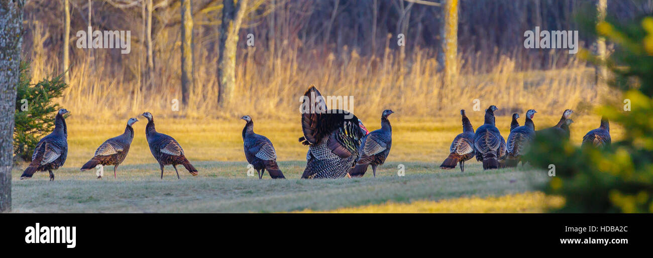 Tom Strutting High Resolution Stock Photography and Images - Alamy
